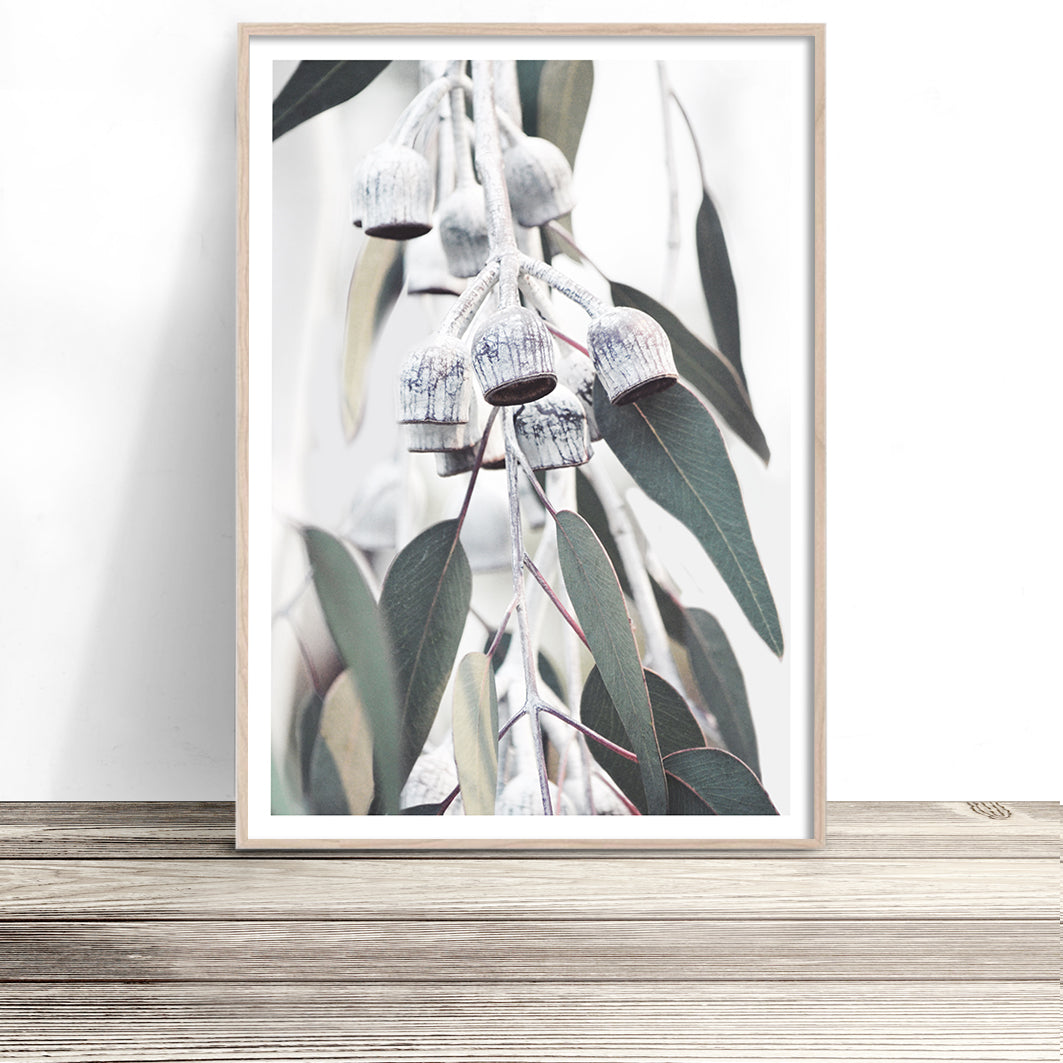 Shop Eucalyptus Gumnuts Wall Art | Australiana Native Botanical Print ...