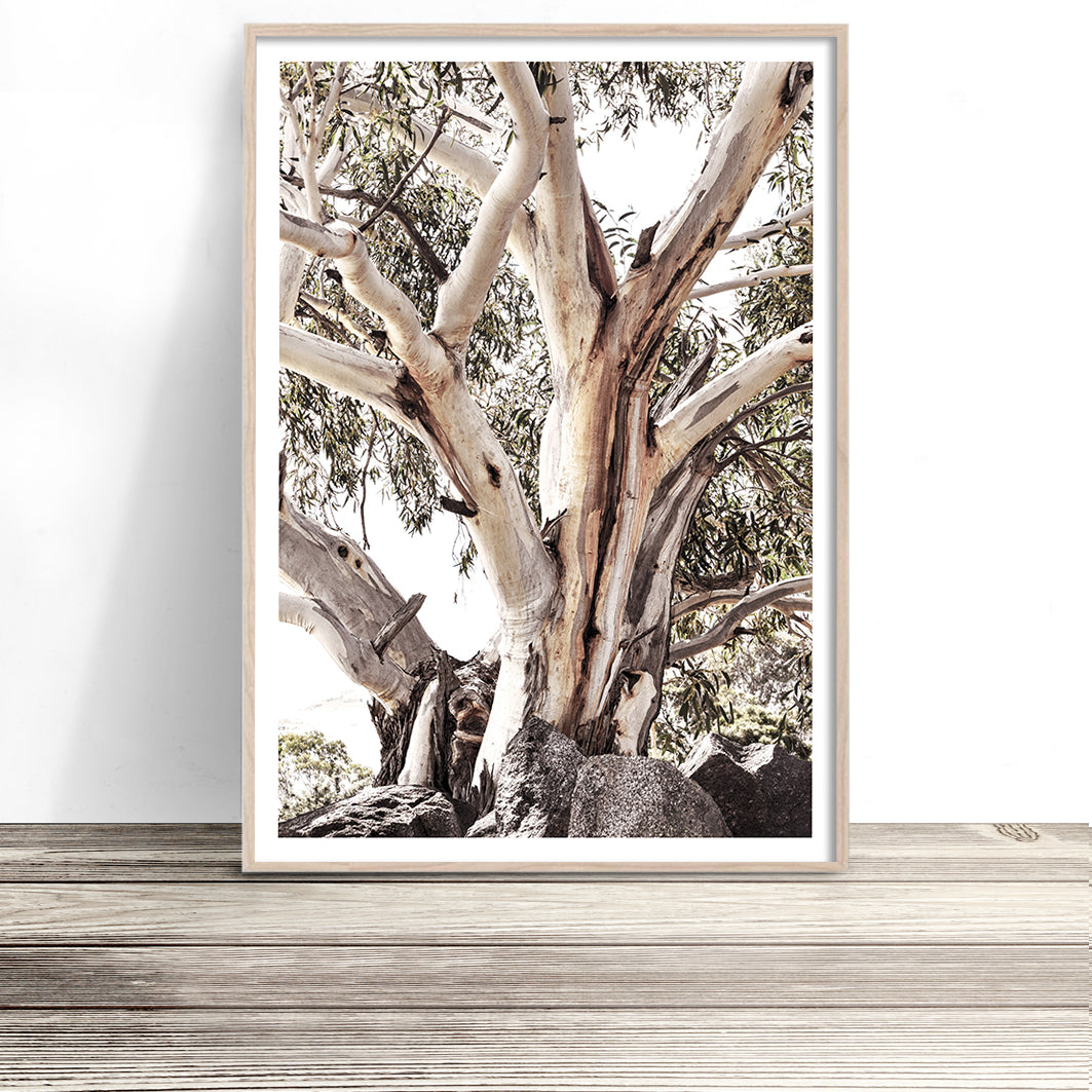 Shop Alpine Gum Tree Art Print | Native Australian Wall Art – Little ...