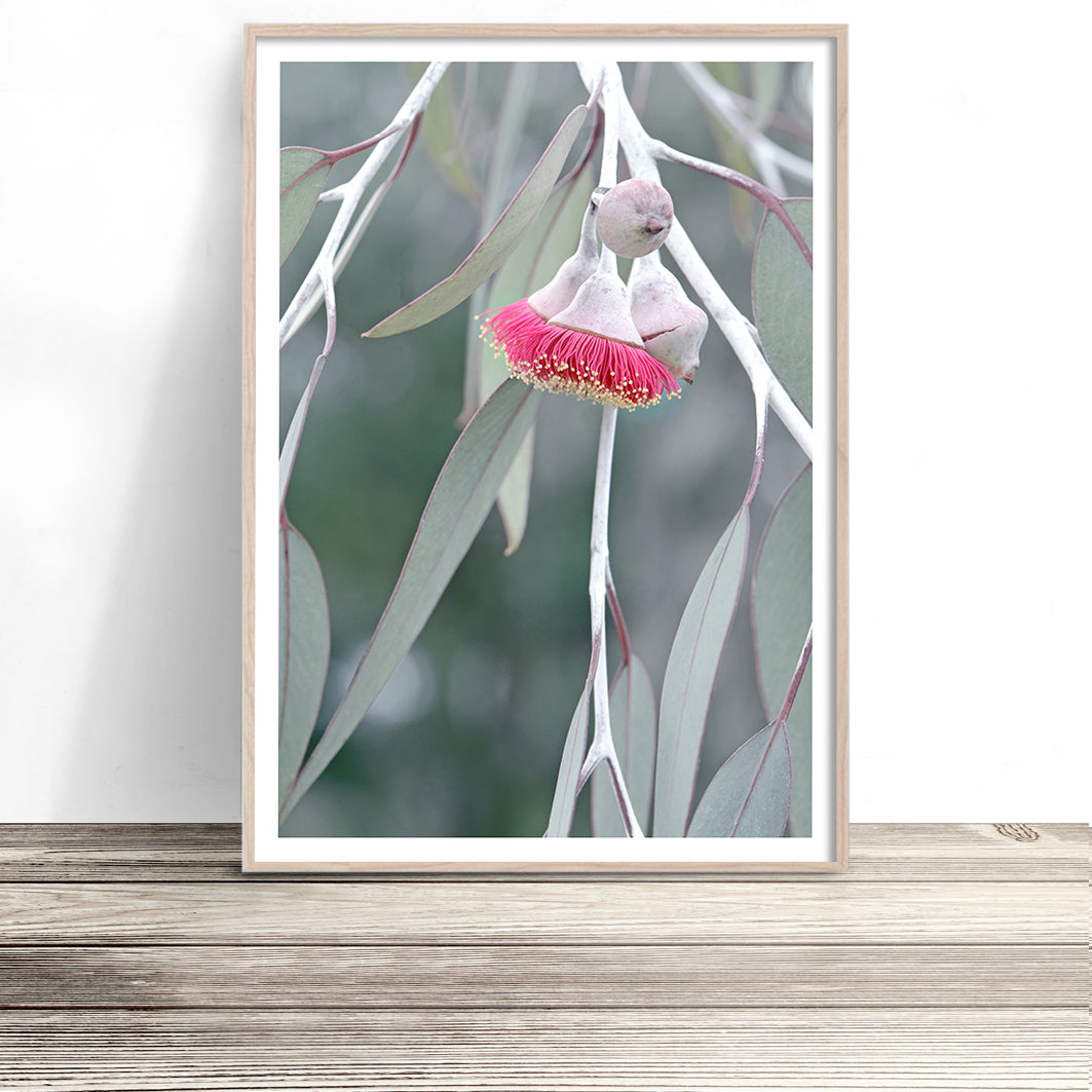 Flowering Gum Tree Print | Australian Native Flower Wall Art – Little ...