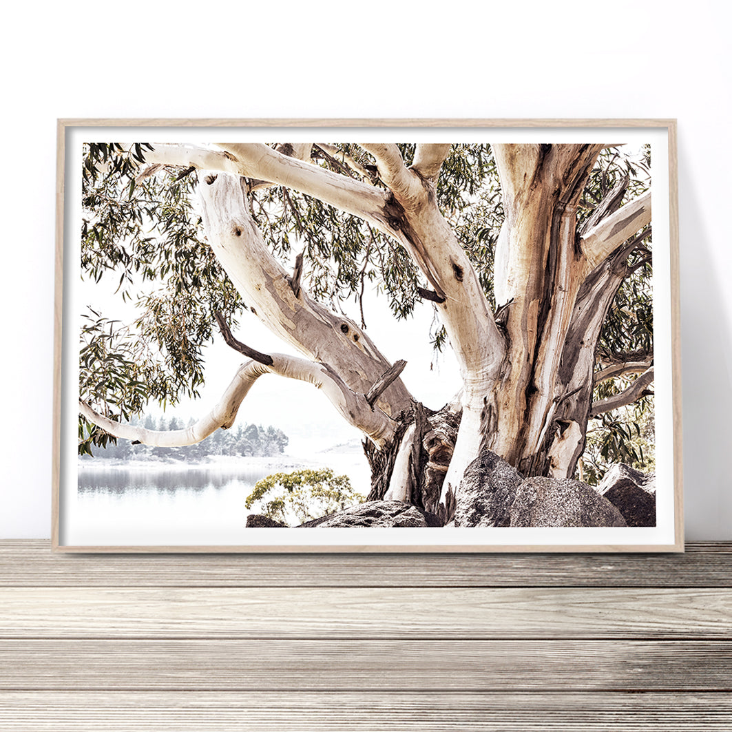 Australian Landscape Print | Snow Gum Tree Wall Art – Little Ink Empire