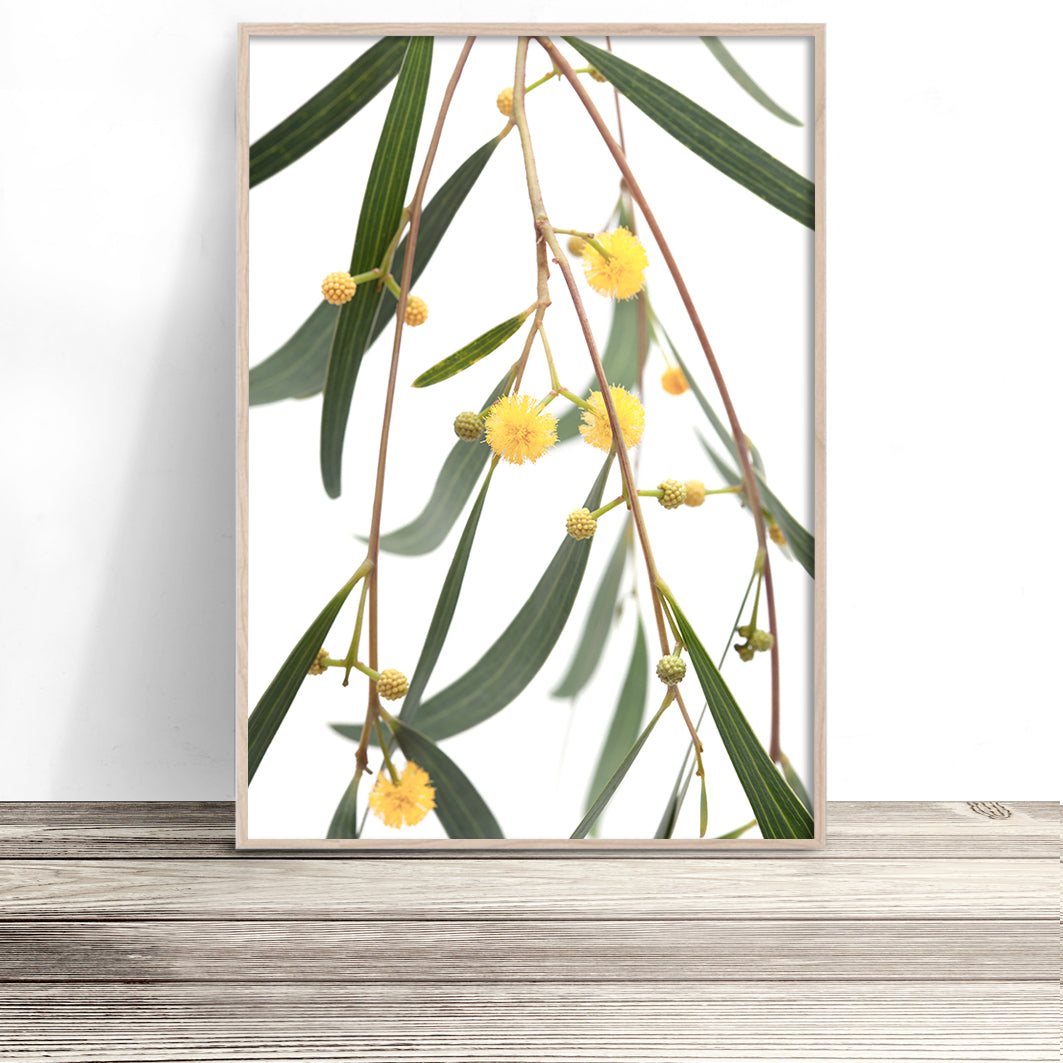 Wattle Wall Art | Australian Native Flower Print | Australiana Artwork ...