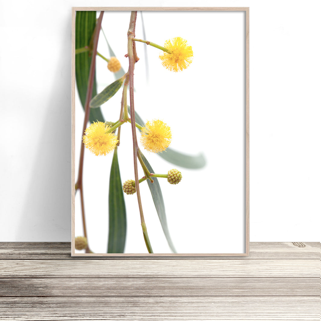 Wattle Australian Flower Print | Australian Native Botanical Wall Art ...